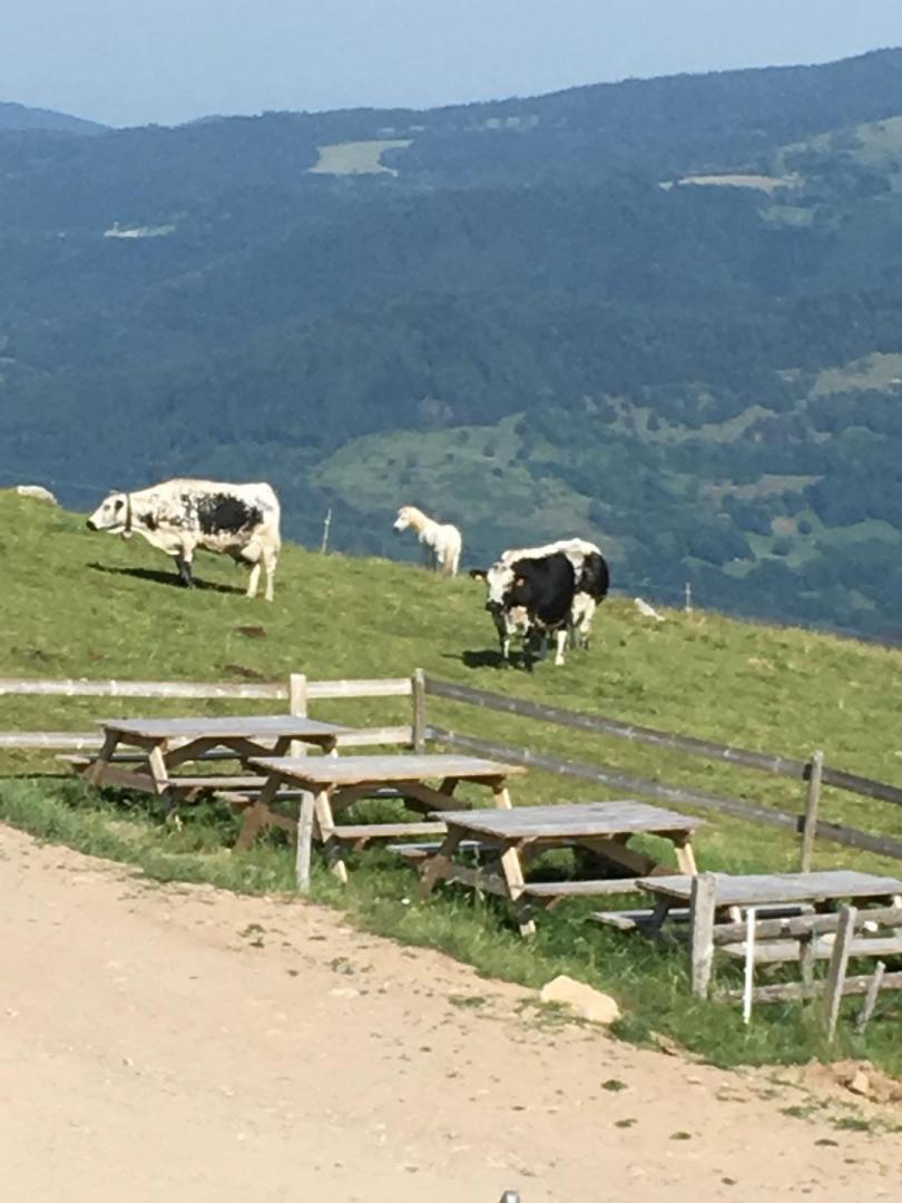 Restaurant traditionnel, Metzeral, FERME - AUBERGE DU KASTELBERG, La ...